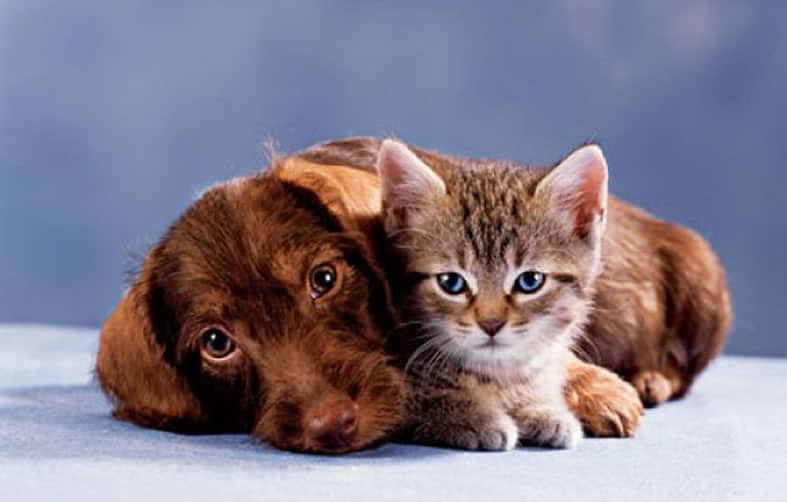 Making Your Cat and Dog Get Along: Part 2 - K-9 Kraving