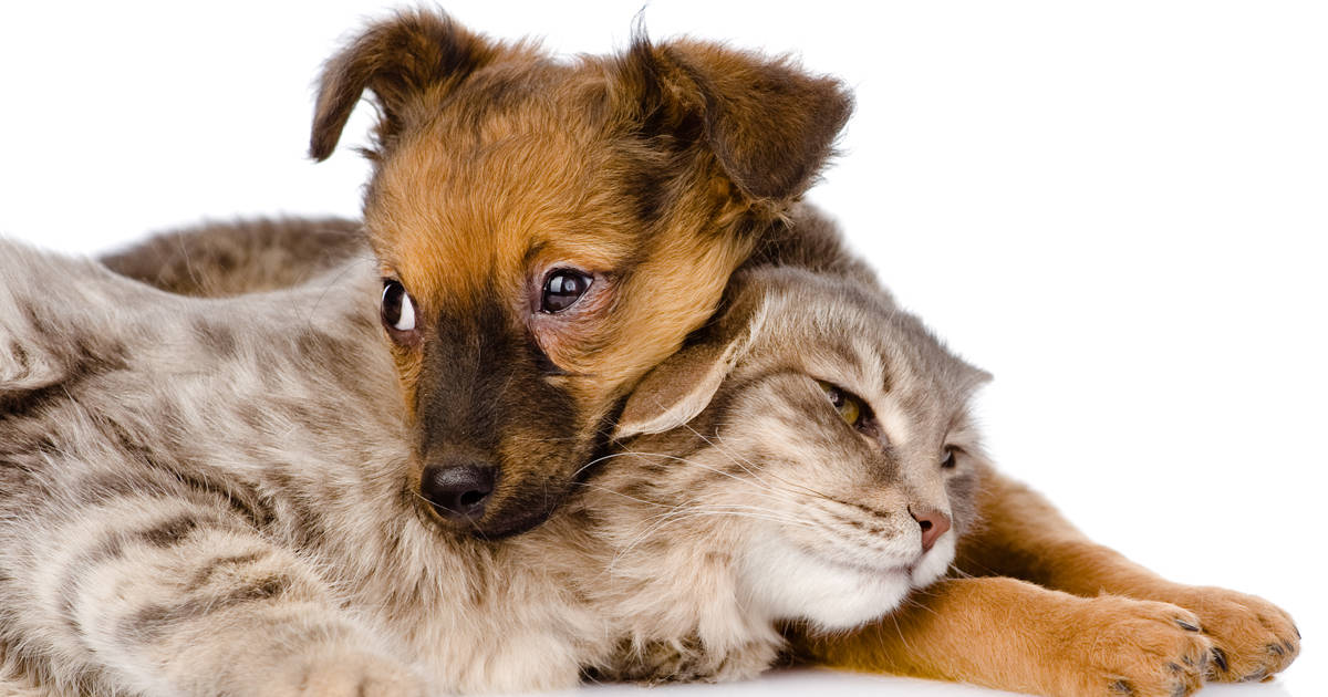 How to Become a Pet Foster Home - K-9 Kraving