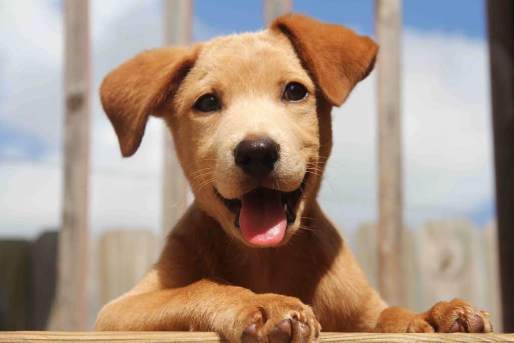 Understanding the Stages of Puppy Growth - K-9 Kraving